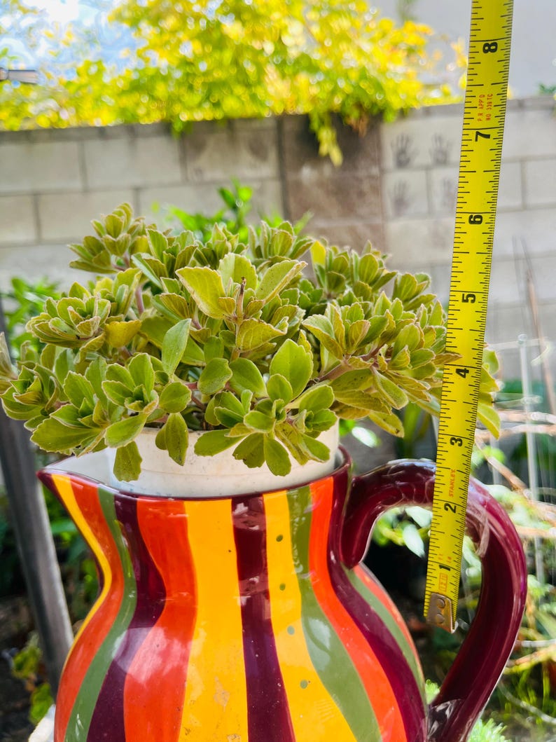 Scaredy Cat Plant: Coleus Canina Live Rooted - Cat Deterrent - Etsy