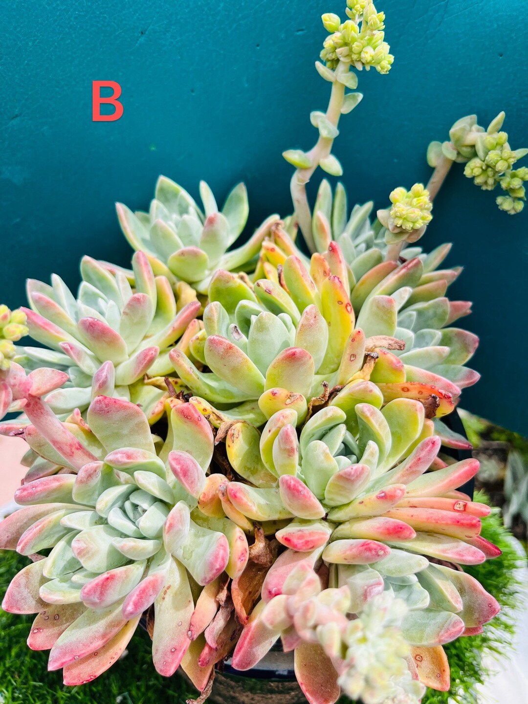 Rare Dudleya Farinose Cluster Old Trunk Live Rooted, Get 2 Other Free ...