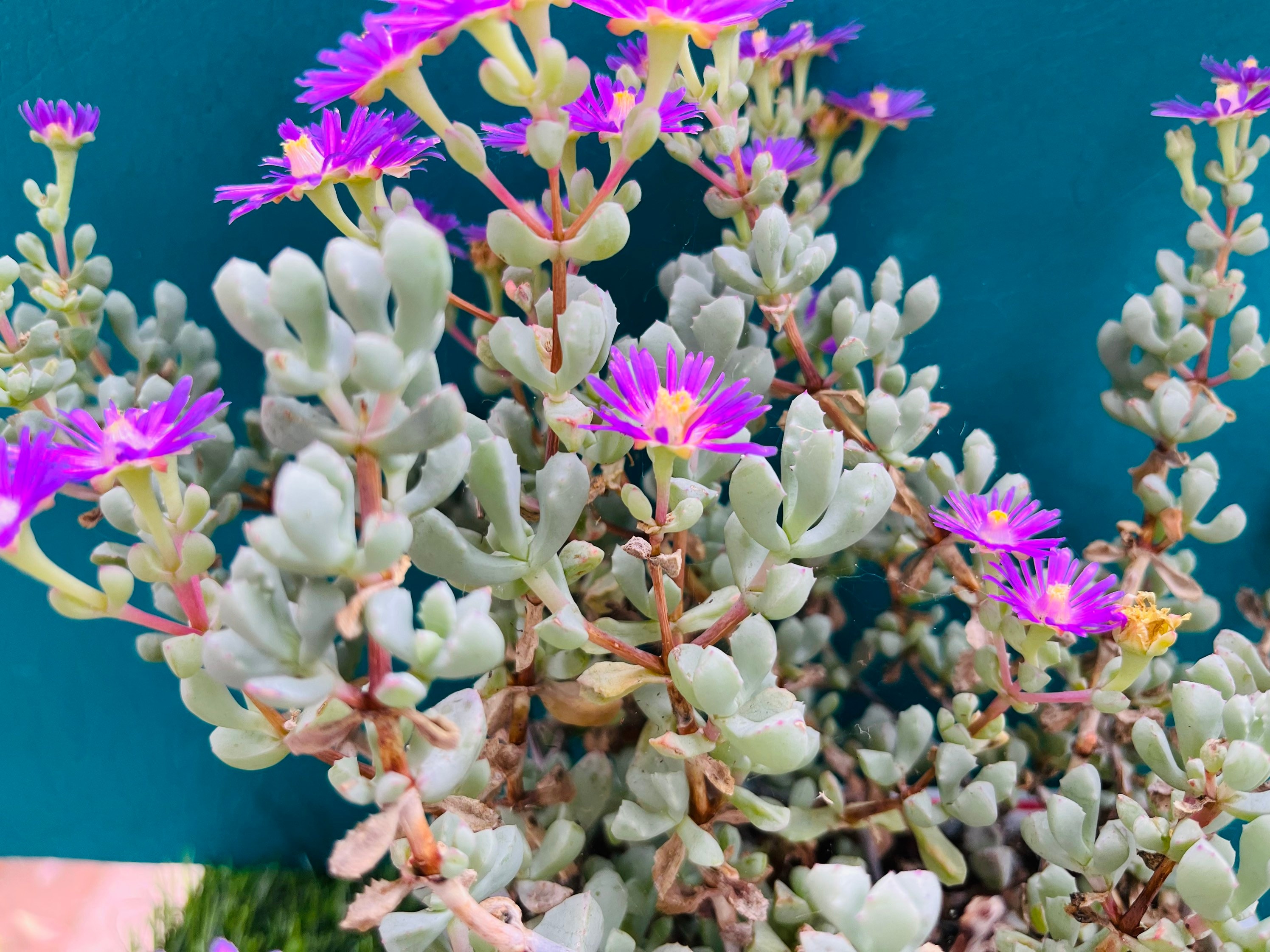 Rare Lampranthus Blandus/ Pink Vygie/ Sandstone Vygie Live - Etsy