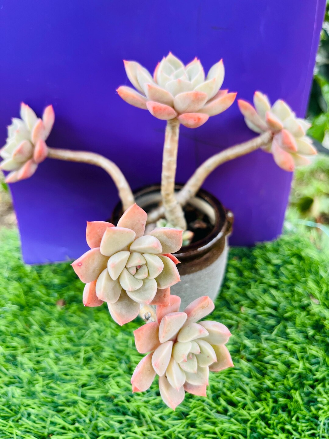 Imported Korean Succulent Cluster Live Plant - Etsy