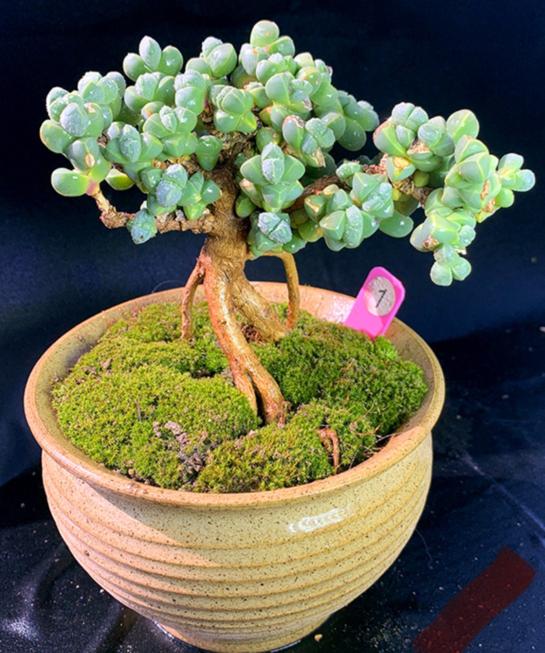Astridia Velutina Live Rooted Succulents ！ - Etsy