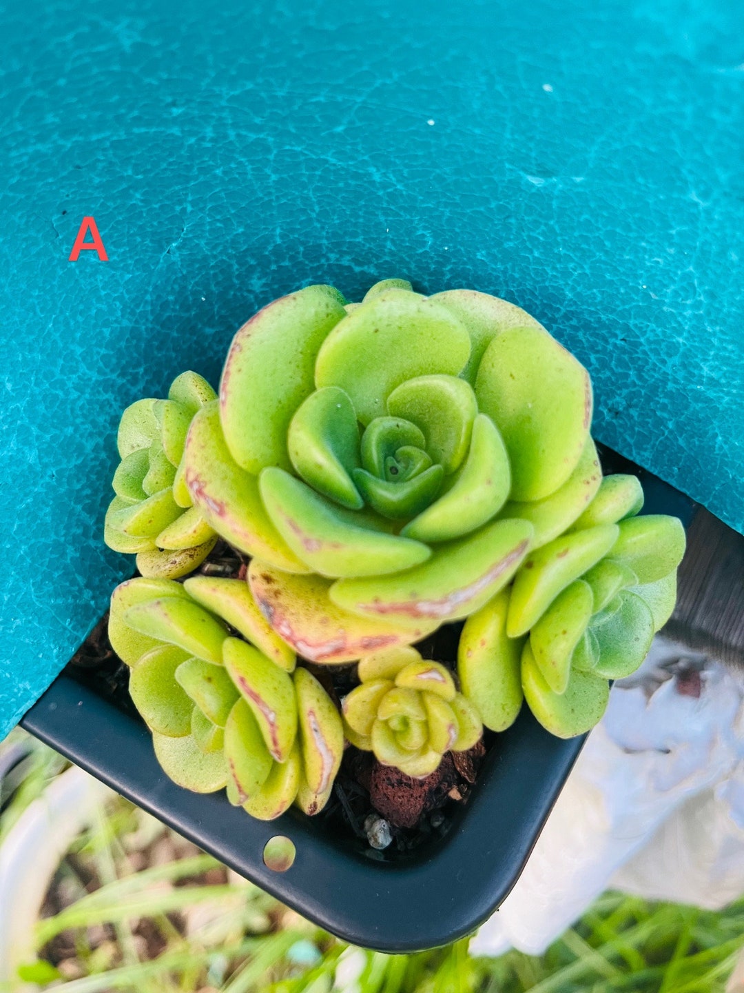 Aeonium Lily Pad Cluster Bonsai Tree Live Rooted - Etsy