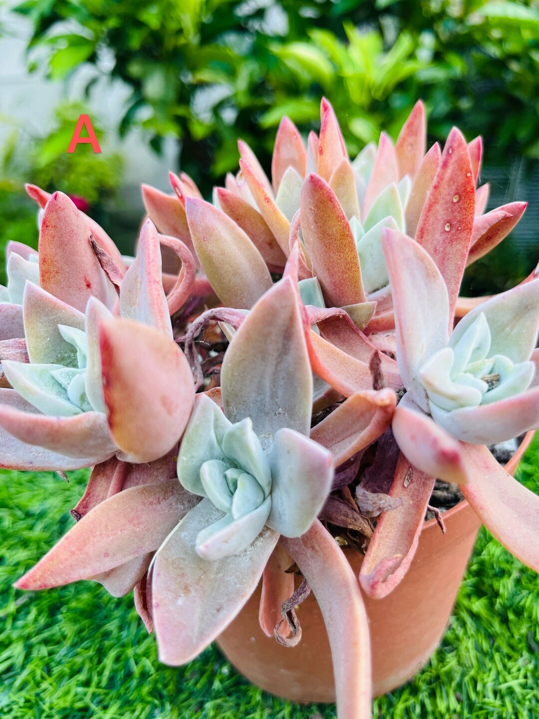 Rare Dudleya Farinosa Cluster Old Trunk Live Rooted , Get 2 Free ...