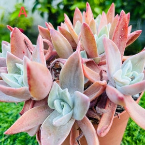 Rare Dudleya Farinosa Cluster Old Trunk Live Rooted , Get 2 Free ...