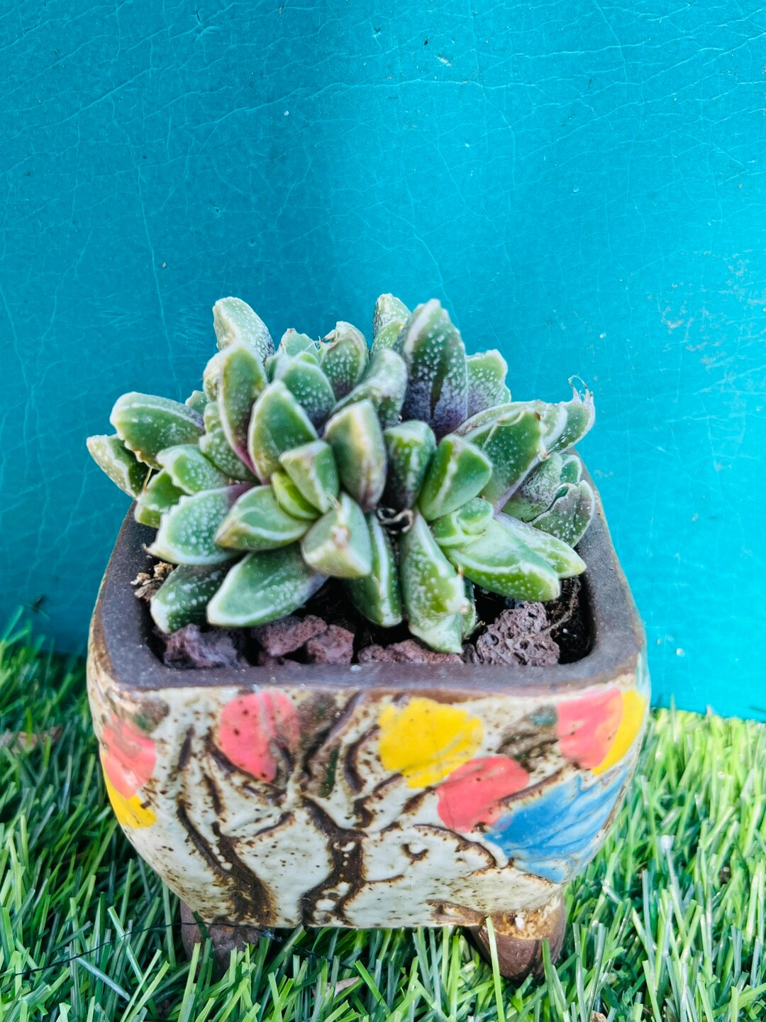 Rare Faucaria Bosscheana Succulent Cluster - Korean Import - Etsy