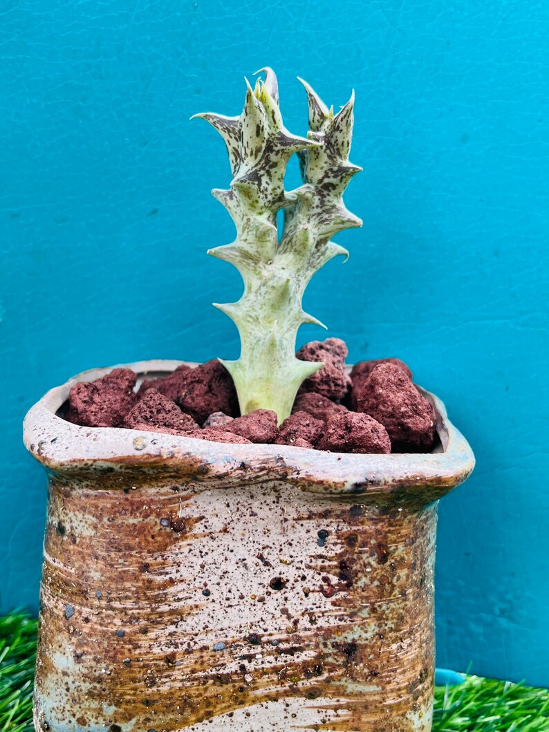 Rare Cactus Orbea Dummeri Live Rooted Get 2 Free Succulents - Etsy