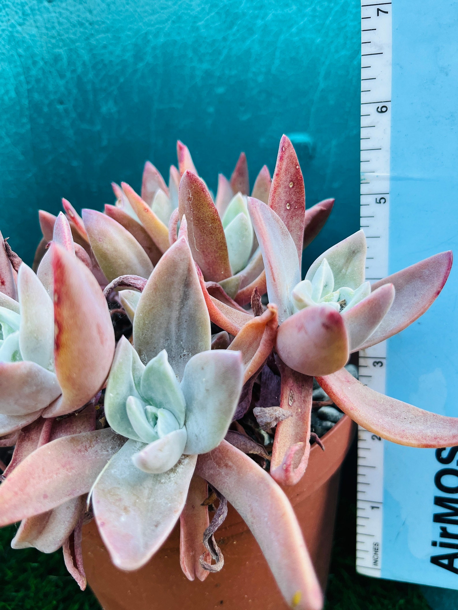 Rare Dudleya Farinosa Cluster Old Trunk Live Rooted , Get 2 Free ...