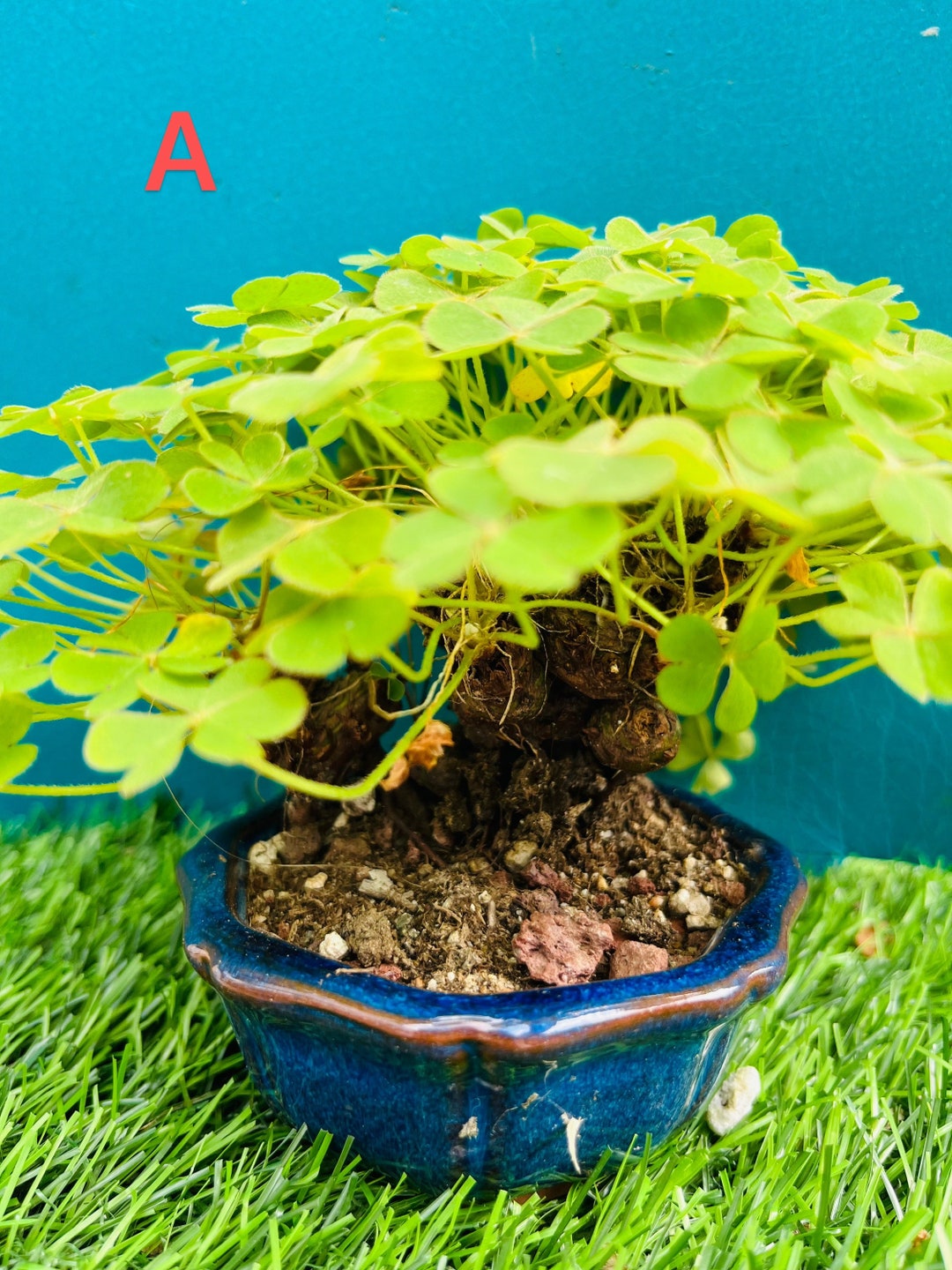Green Shamrocks/oxalis Bulbs /bonsai/cluster/old Stem/oxalis ...