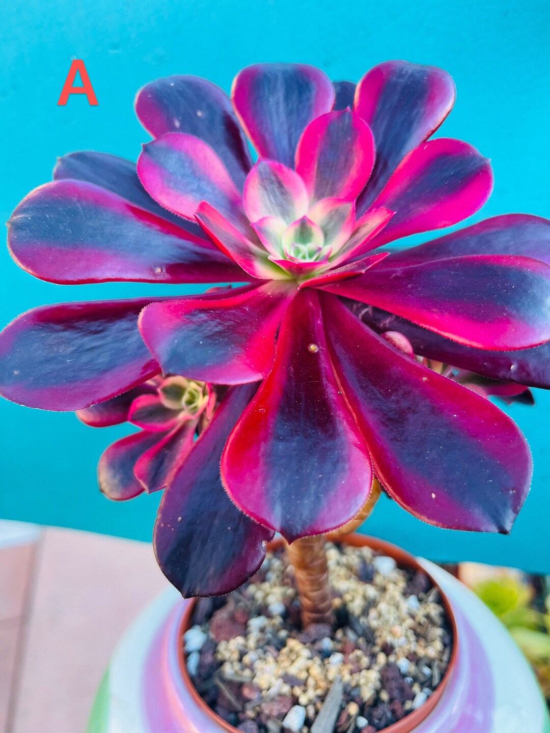Rare Aeonium Medusa Bonsai , Live Rooted , Get 2 Free Succulents ...