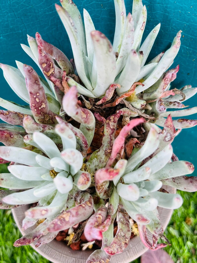 Rare Dudleya Edulis 5 Heads Live Rooted Get 2 Free - Etsy