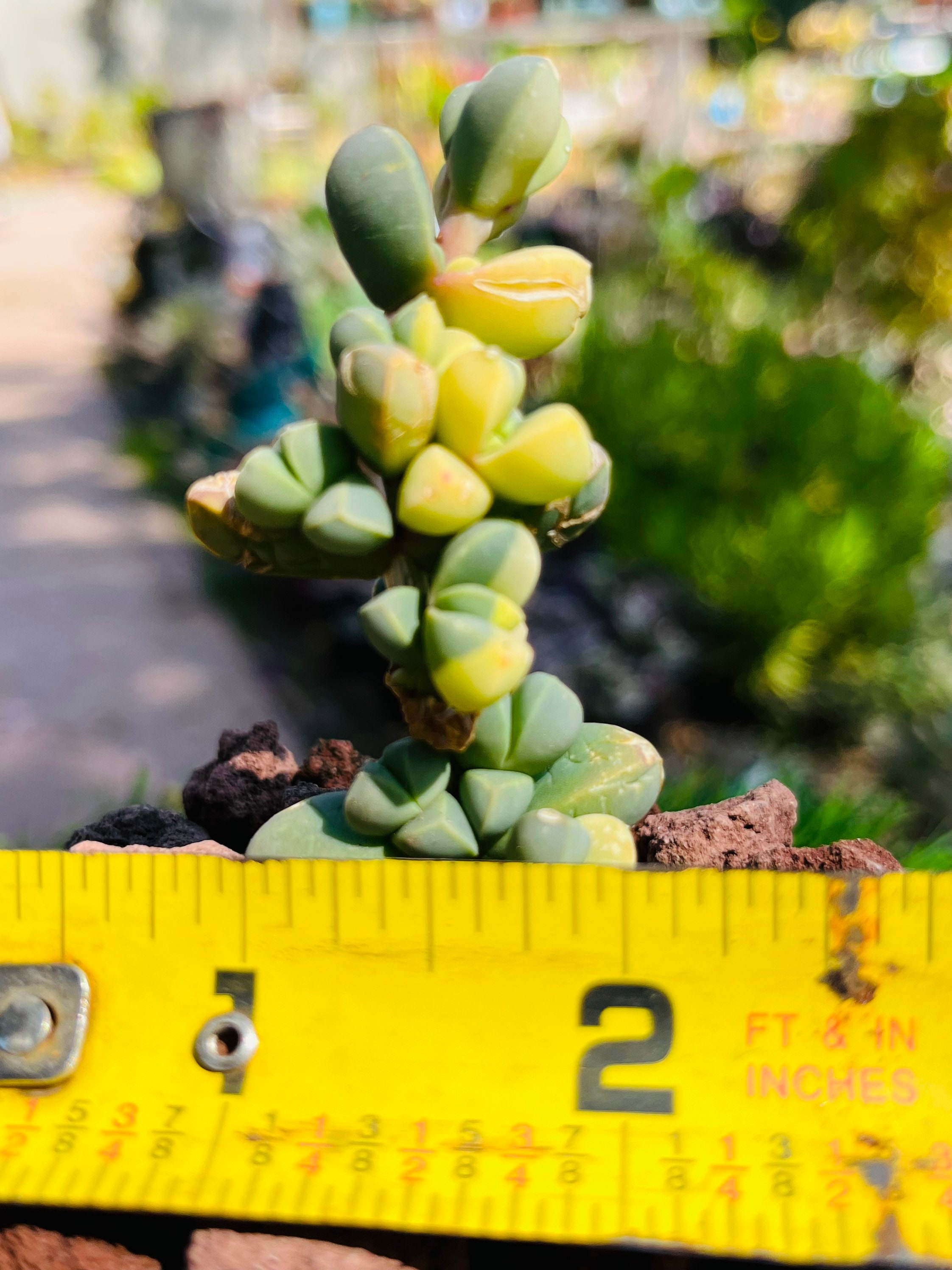 Rare Astridia Velutina Variegated Live Rooted Get 2 Free - Etsy