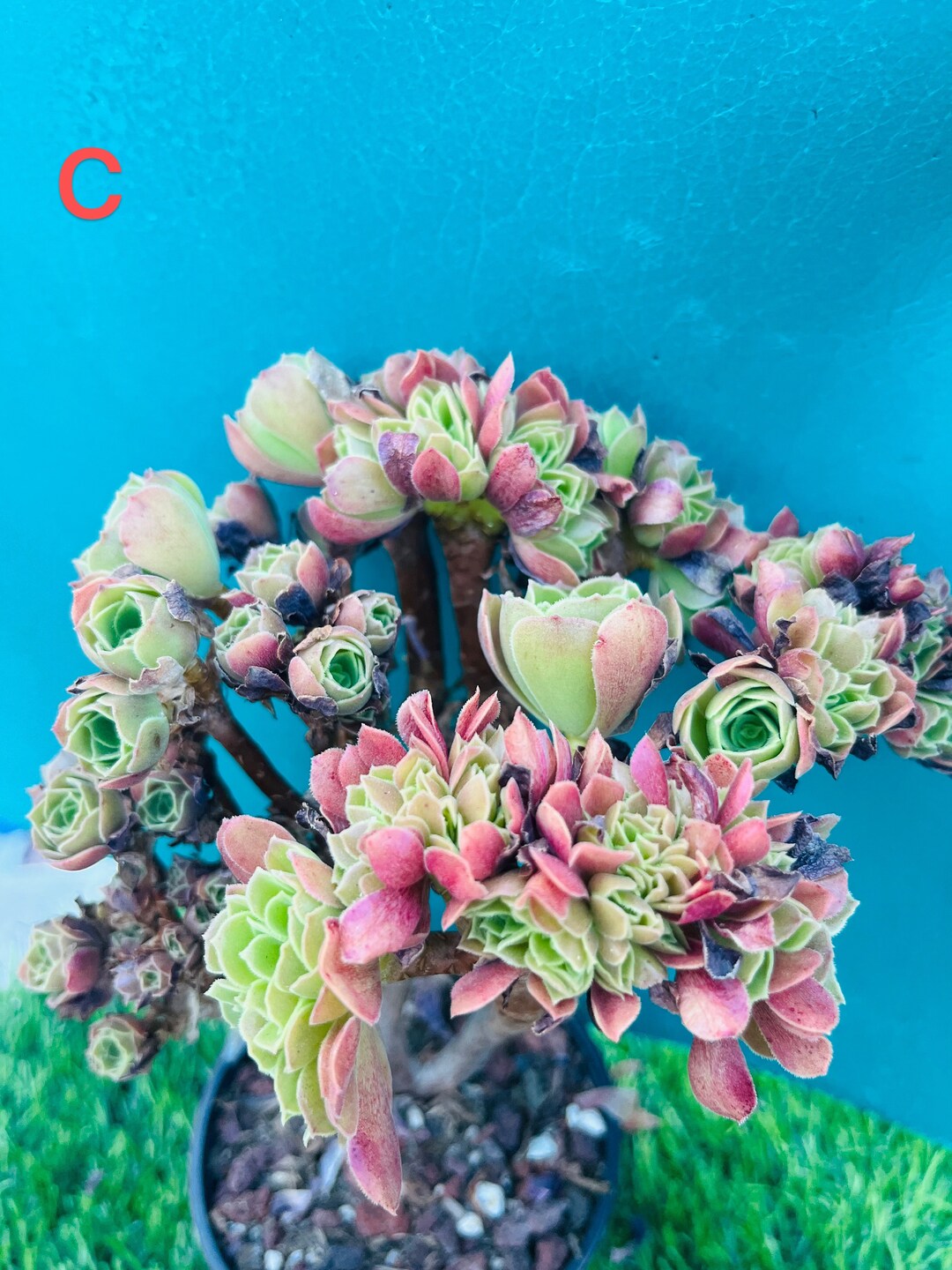 Rare Aeonium Black Rose Crest Cristatus Live Rooted 5t Get 2 - Etsy