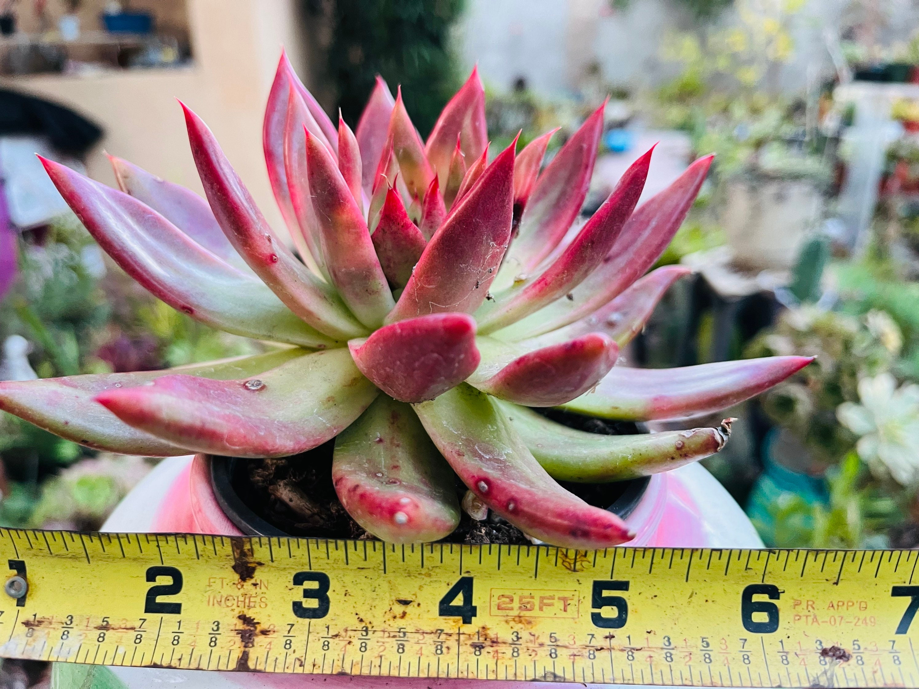 Rare Echeveria Agavoides Lemaire 7w Live Rooted Get 2 Free - Etsy