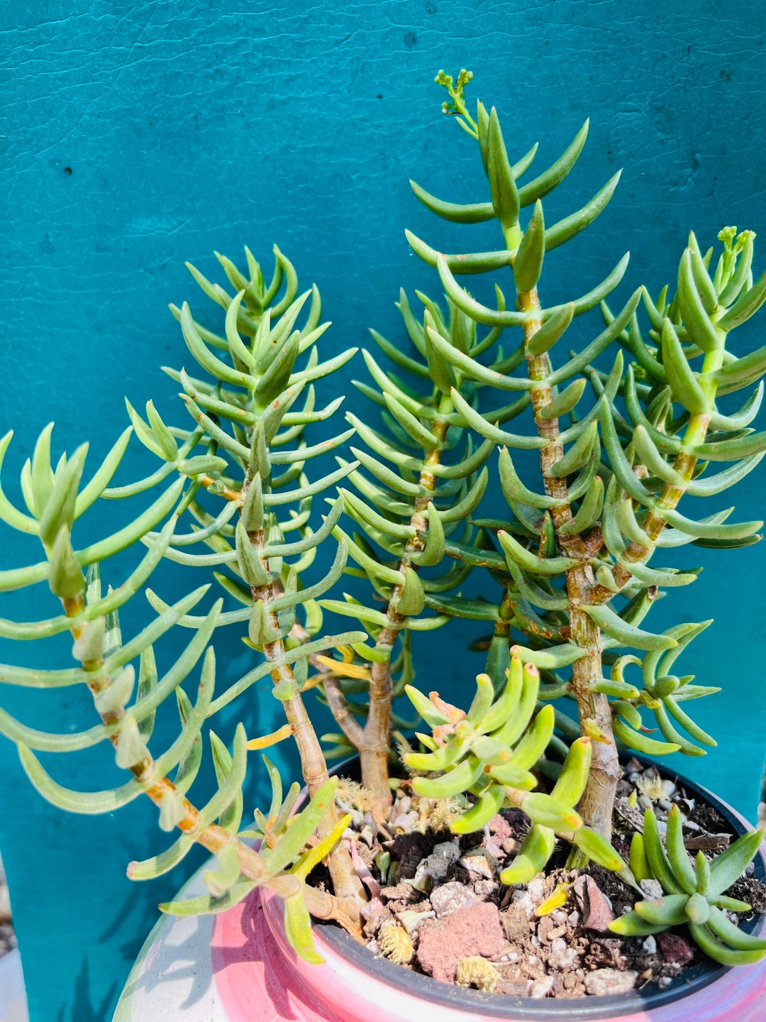 5 Pine Tree Succulent Live Rooted - Etsy