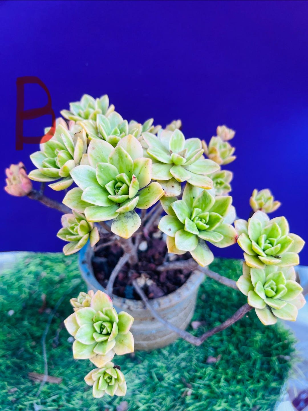 Aeonium Sweet Tea Cluster Bonsai Tree Live Rooted - Etsy