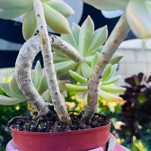 Rare Graptopetalum 'victor Kane' Old Trunk Bonsai Live Rooted Succulent ...