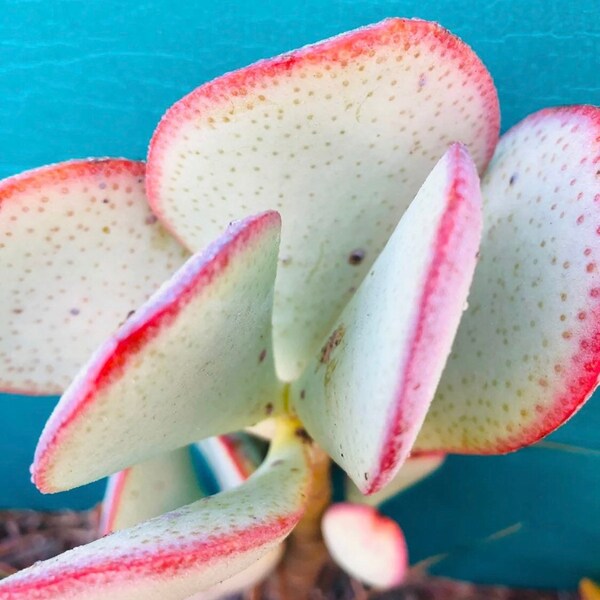 Rare Echeveria Monroe Double Heads , Live Rooted, Get 2 Free Succulent ...