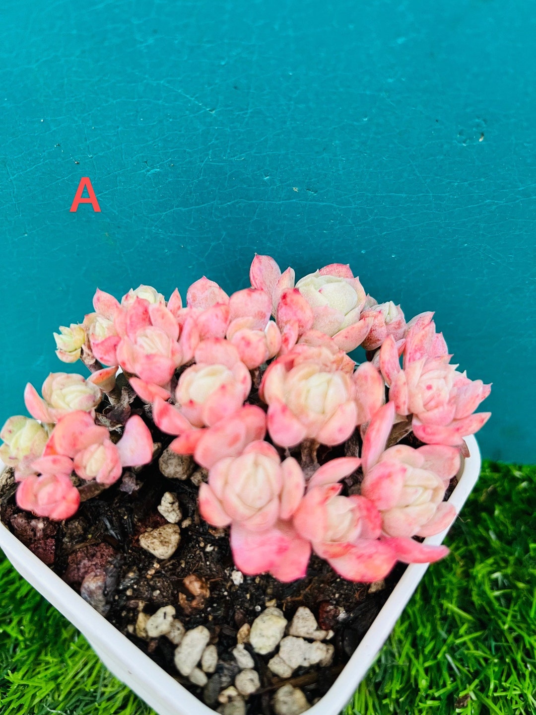 Rare Succulent Echeveria twin Berry Crest Cristatus Live Rooted Get 2 ...