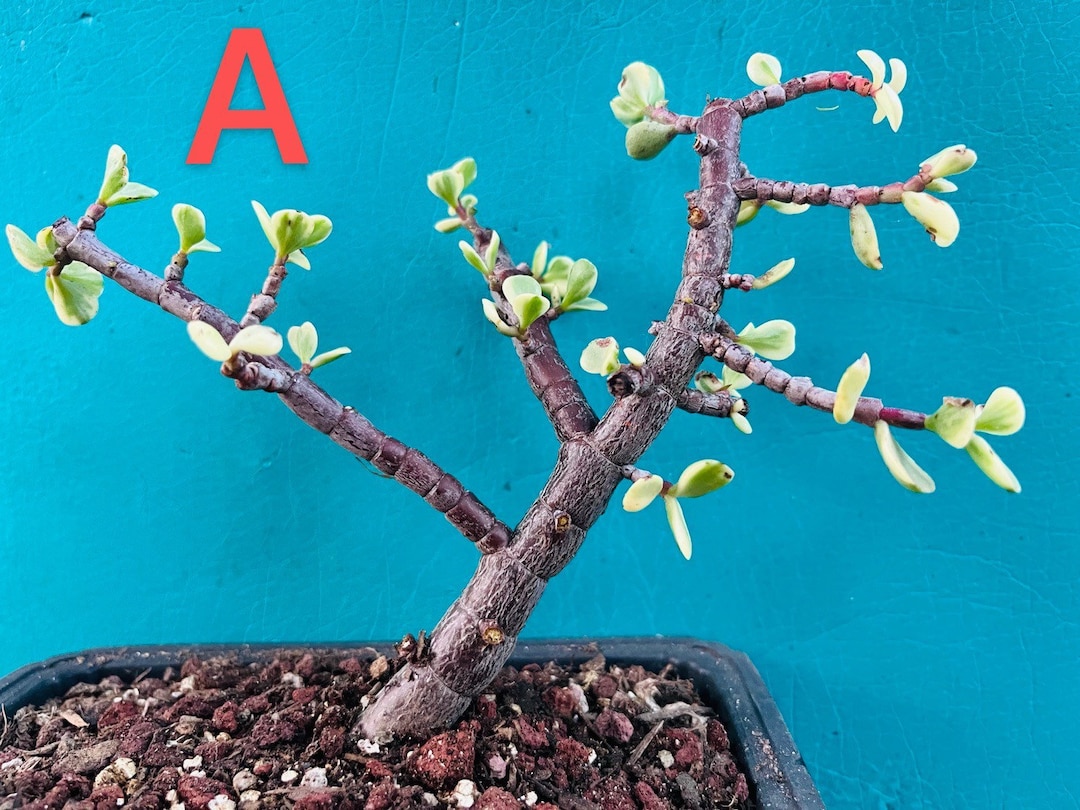 Elephant Food Succulent Bonsai Tree Live Rooted Get 2 Free Succulents ...