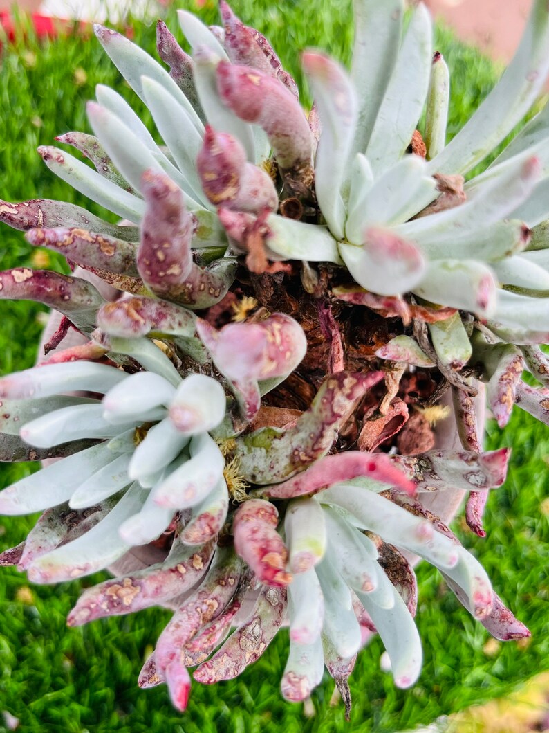 Rare Dudleya Edulis 5 Heads Live Rooted Get 2 Free - Etsy