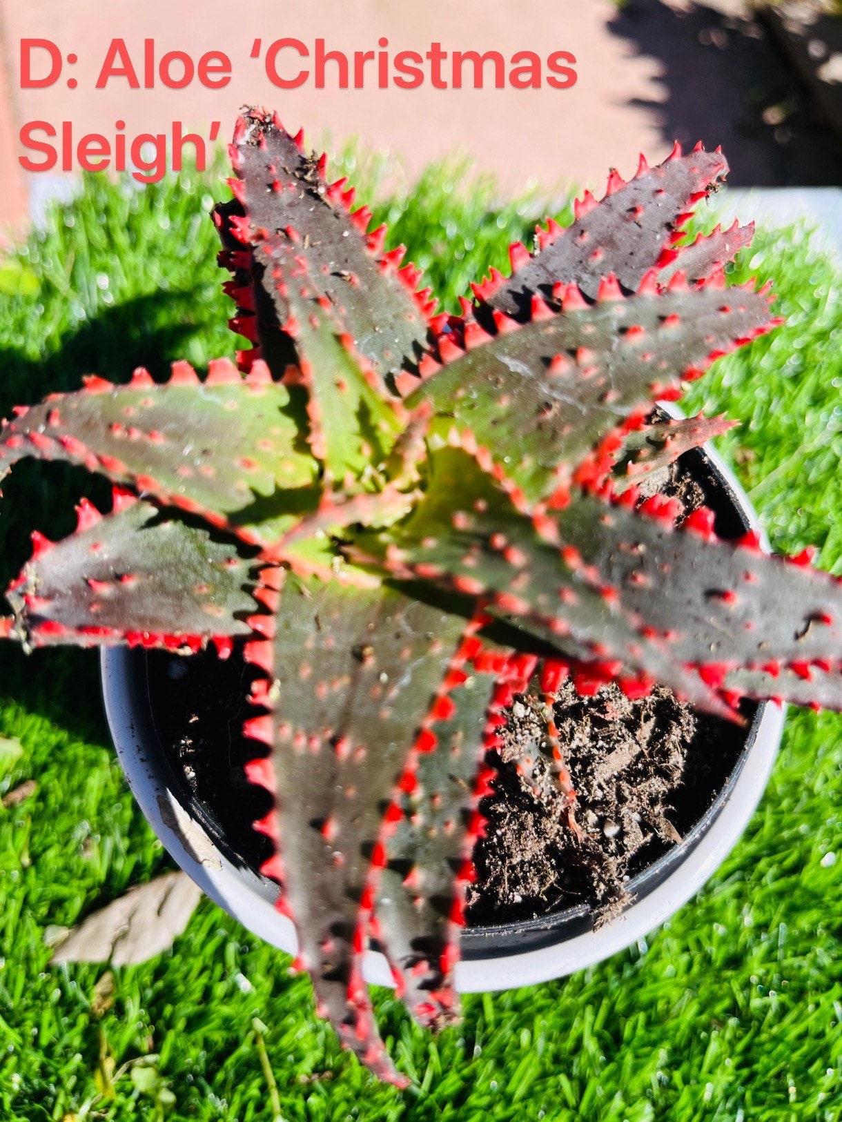 Rare Aloe Christmas Carol & Aloe Castilloniae, Live Rooted, Get 2 Free ...