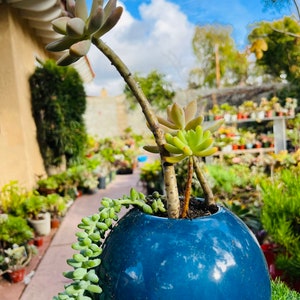 Rare Graptopetalum ‘victor Kane’ Comb Old Stem Bonsai Live Rooted, Get ...