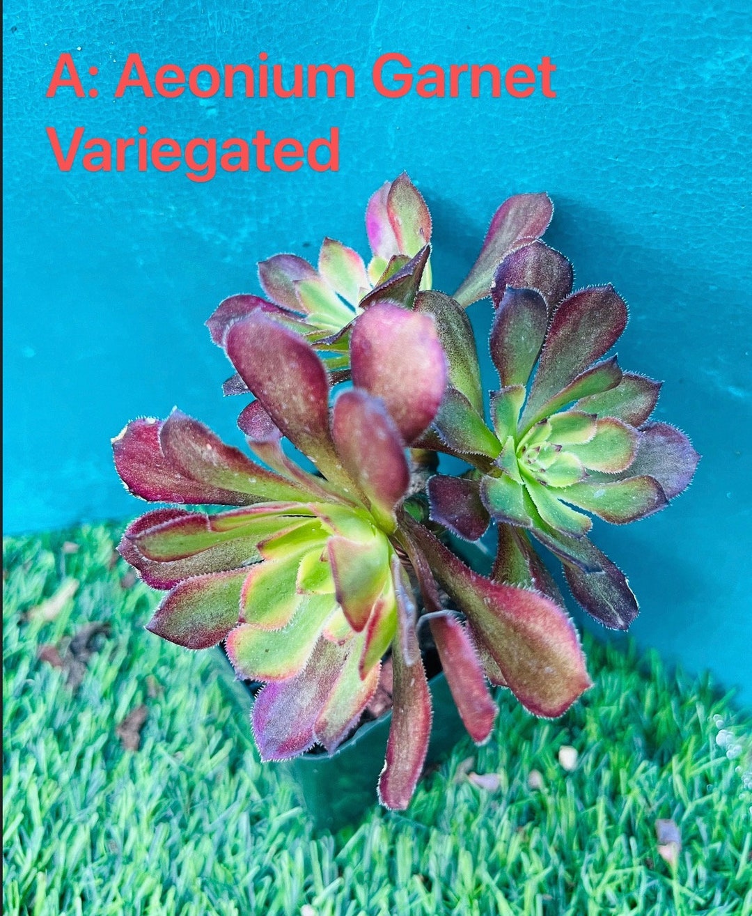 Rare Aeonium Garnet Variegated Old Trunk 3 Heads Live Rooted , Get 2 ...