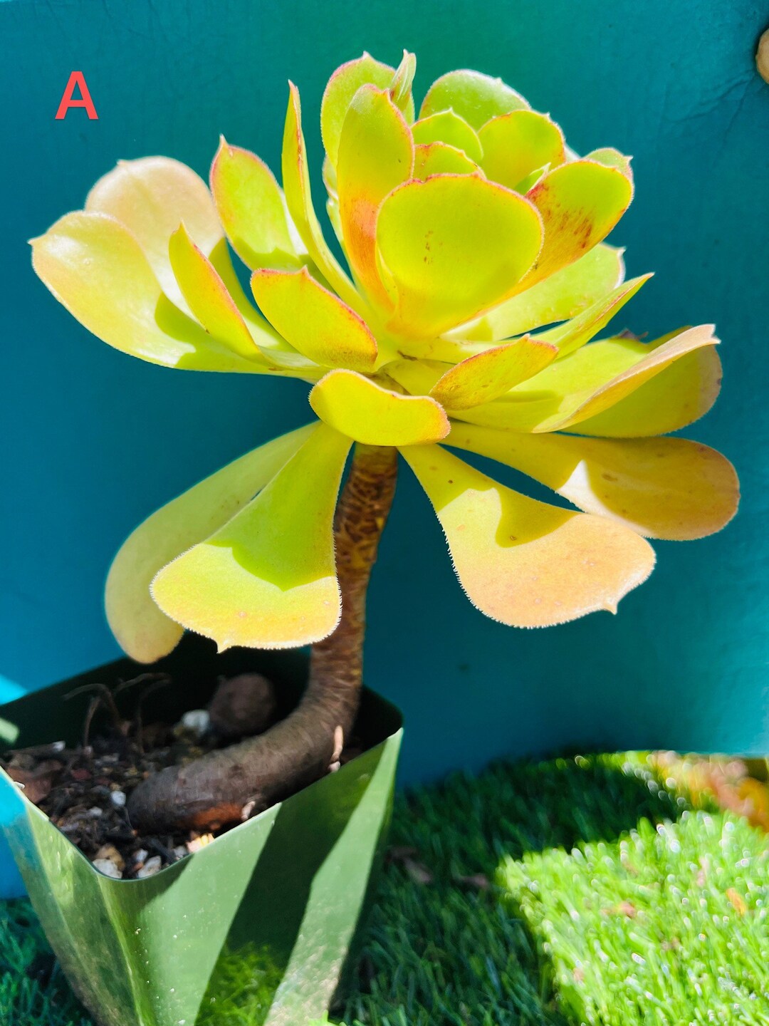 Rare Yellow Aeonium Bonsai Old Trunk Live Rooted Get 2 Free - Etsy
