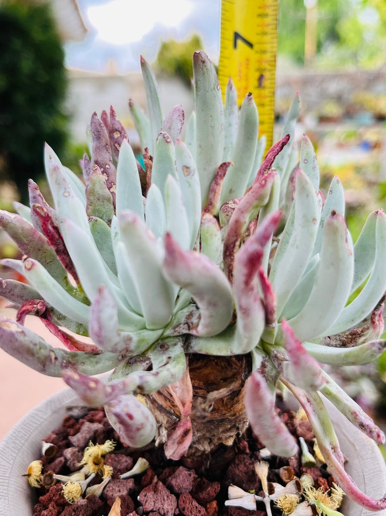 Rare Dudleya Edulis 5 Heads Live Rooted Get 2 Free - Etsy