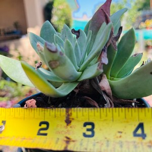 Rare Dudleya Farinosa Cluster Old Trunk Live Rooted Get 2 - Etsy