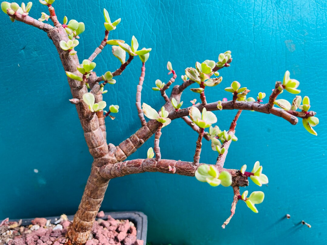 Rare Elephant Food Variegated Succulent Bonsai Tree Live Rooted Get 2 ...