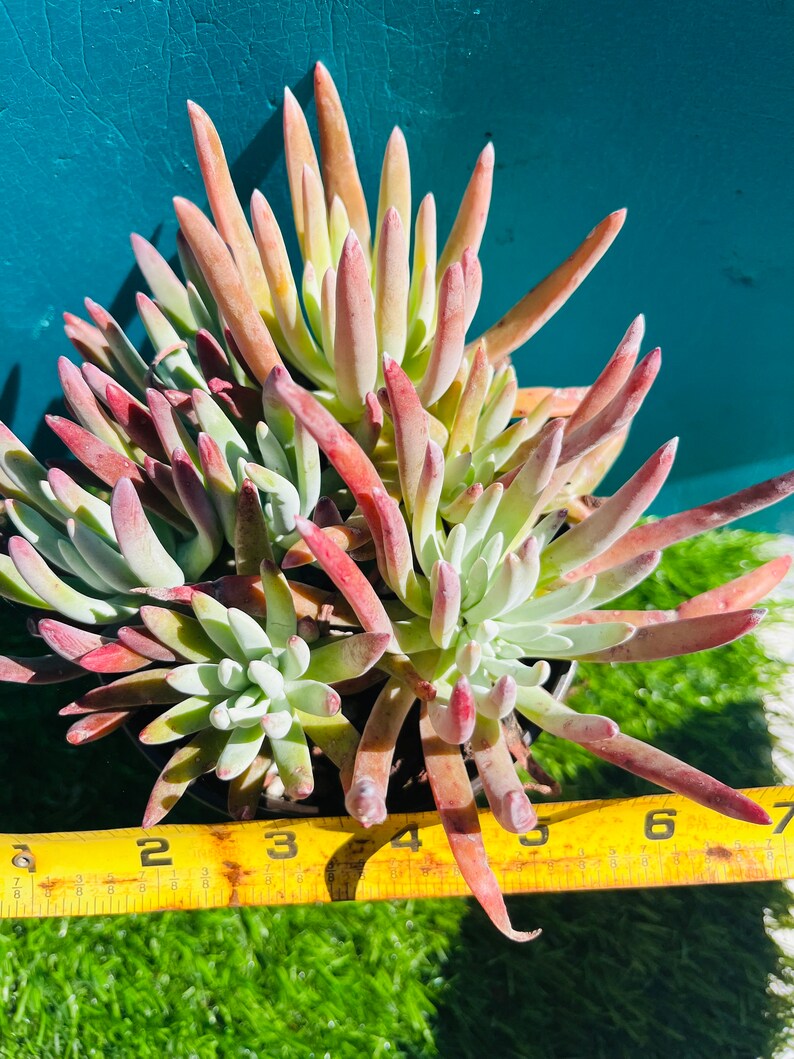 Rare Dudleya Edulis 5 Heads Live Rooted Get 2 Free - Etsy
