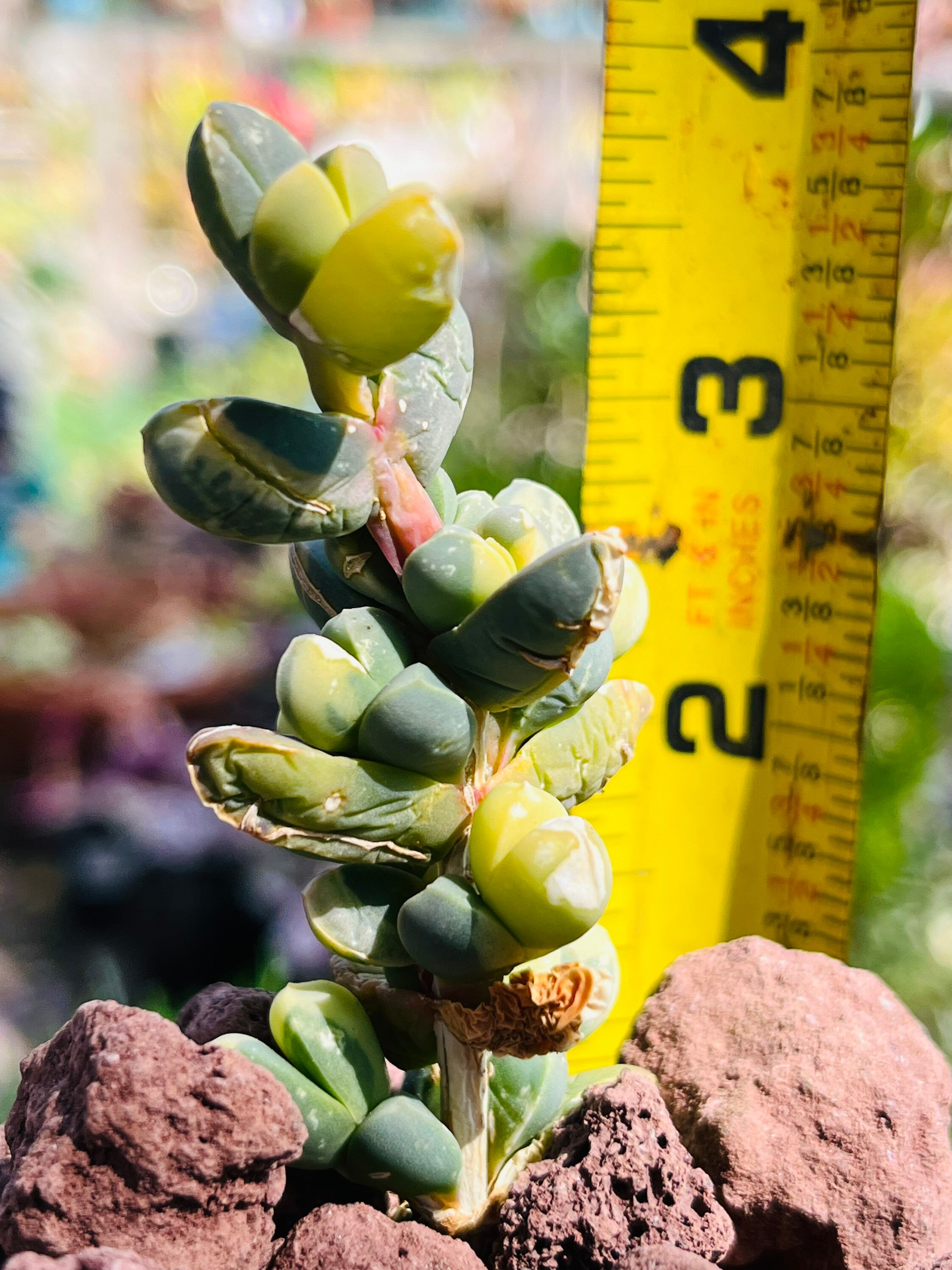 Rare Astridia Velutina Variegated Live Rooted Get 2 Free - Etsy