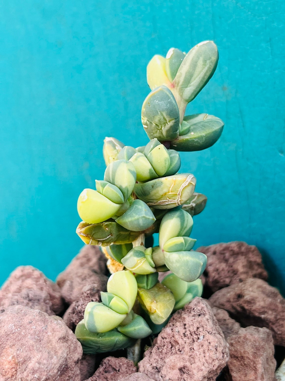 Rare Astridia Velutina Variegated Live Rooted Get 2 Free - Etsy