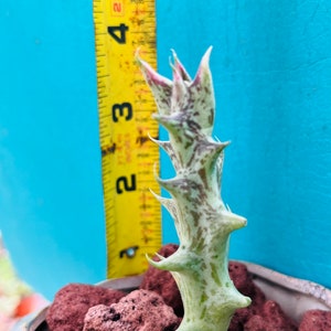Rare Cactus Orbea Dummeri Live Rooted Get 2 Free Succulents - Etsy