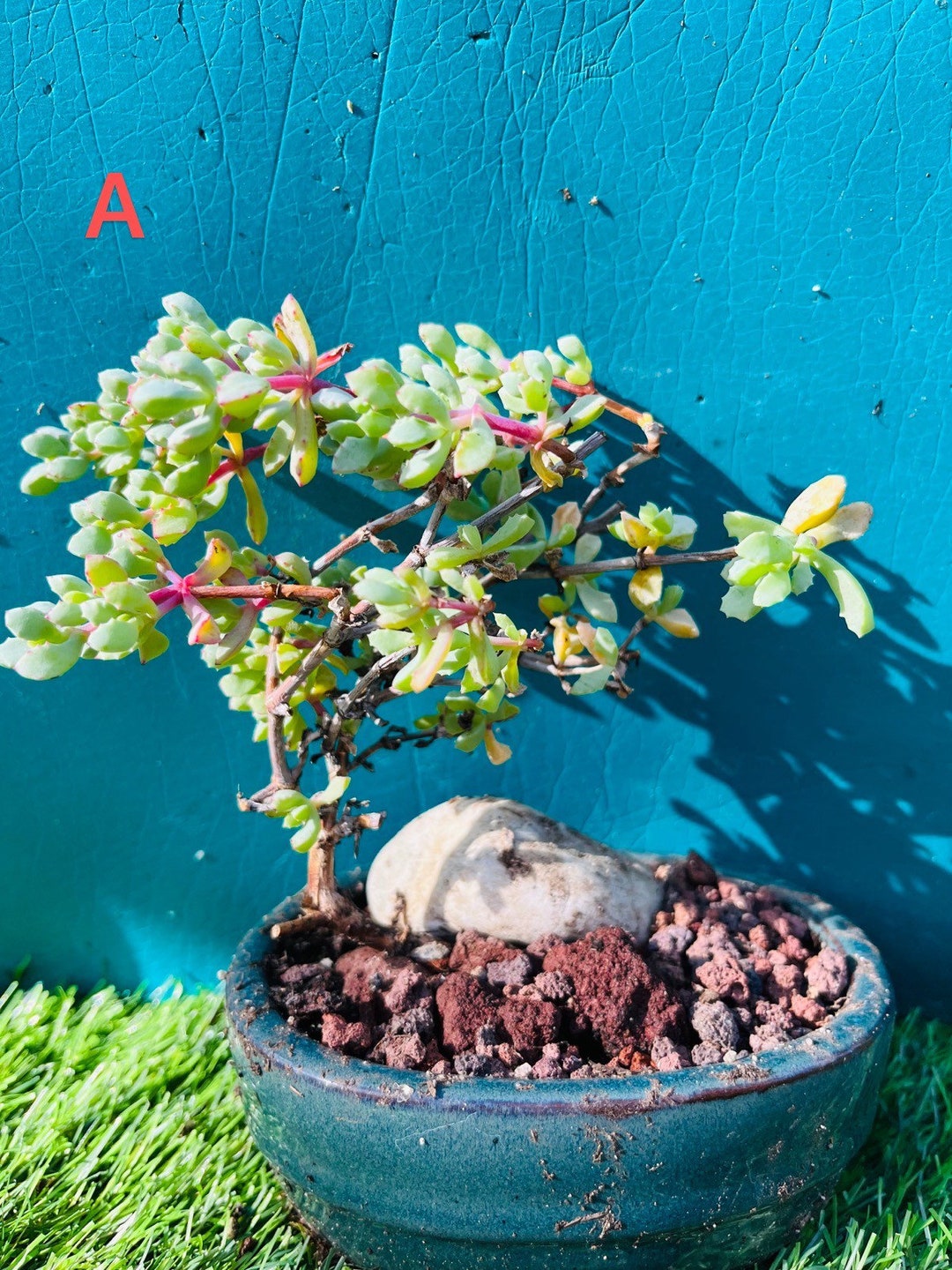 Rare Lampranthus Blandus/ Pink Vygie/ Sandstone Vygie Live Rooted, Get ...