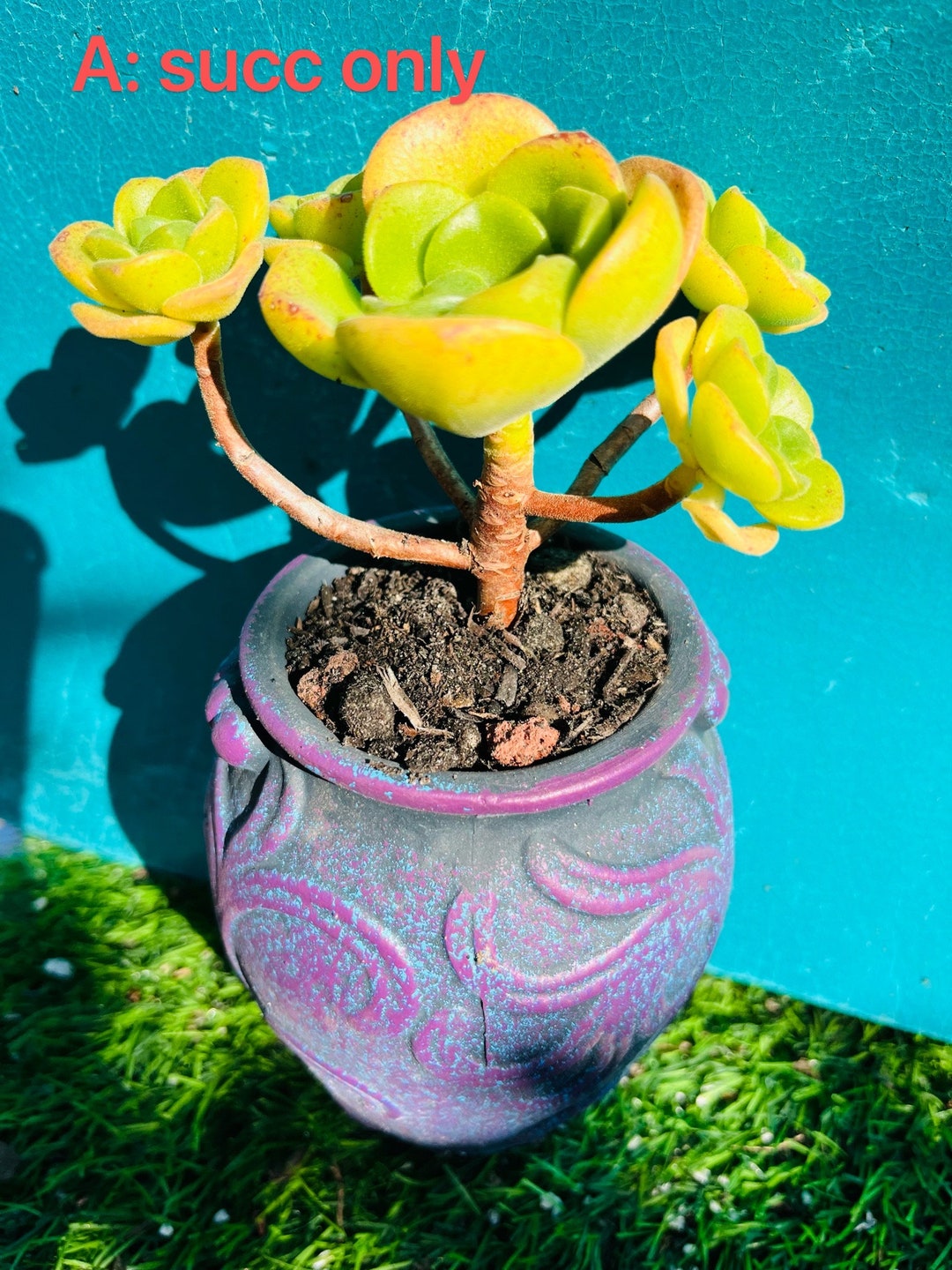 Aeonium Lily Pad Cluster Bonsai Tree Live Rooted - Etsy