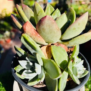 Rare Dudleya Farinosa Cluster Old Trunk Live Rooted , Get 2 Free ...