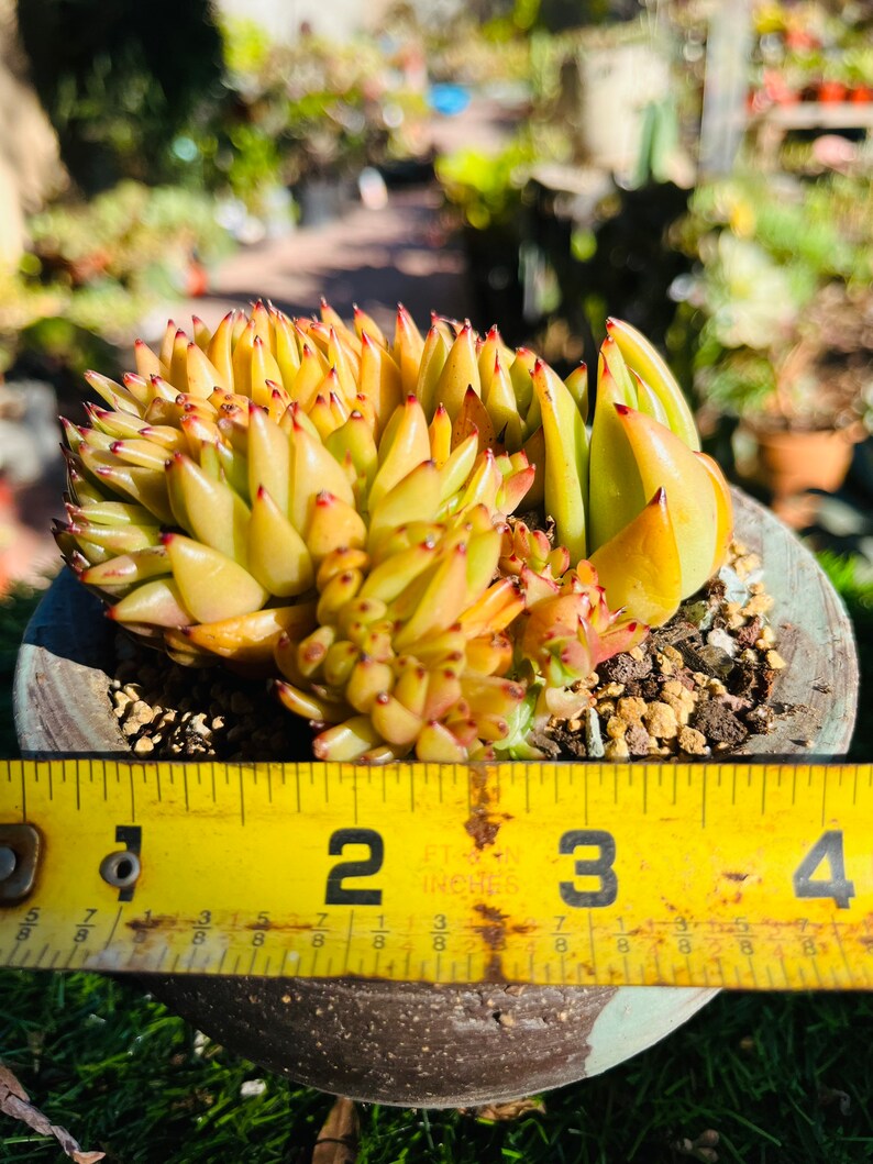 Echeveria Deren Oliver Crested Form Very Rare Import - Etsy