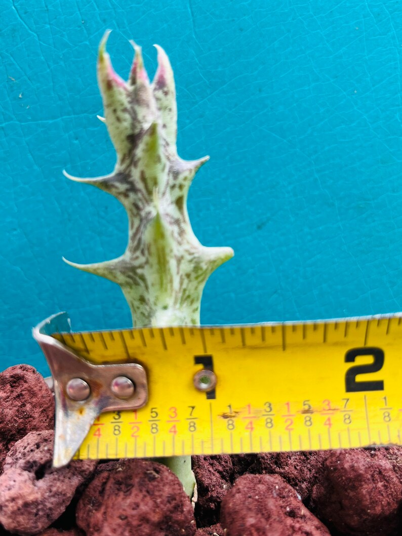 Rare Cactus Orbea Dummeri Live Rooted Get 2 Free Succulents - Etsy