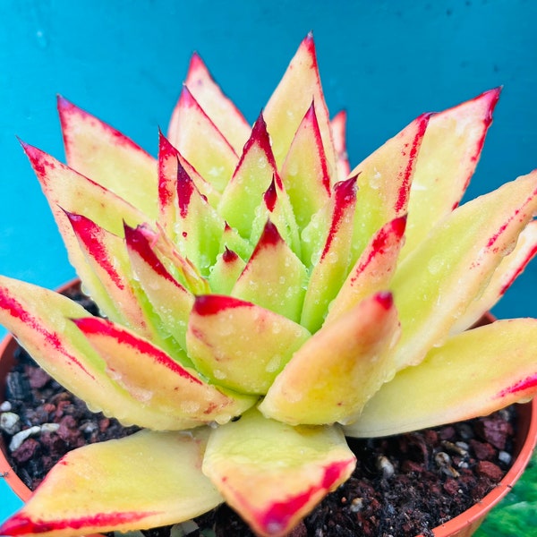 Echeveria - Etsy