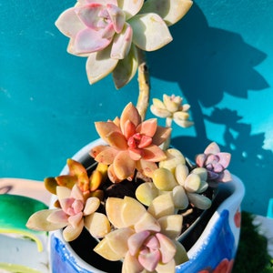 Rare Graptopetalum ‘victor Kane’ Combo Bonsai, Old Stem , Live Rooted ...