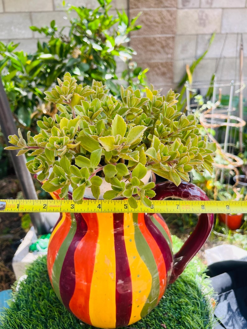 Scaredy Cat Plant: Coleus Canina Live Rooted - Cat Deterrent - Etsy