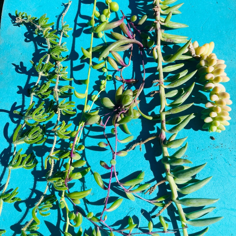 Trailing Succulents - Etsy