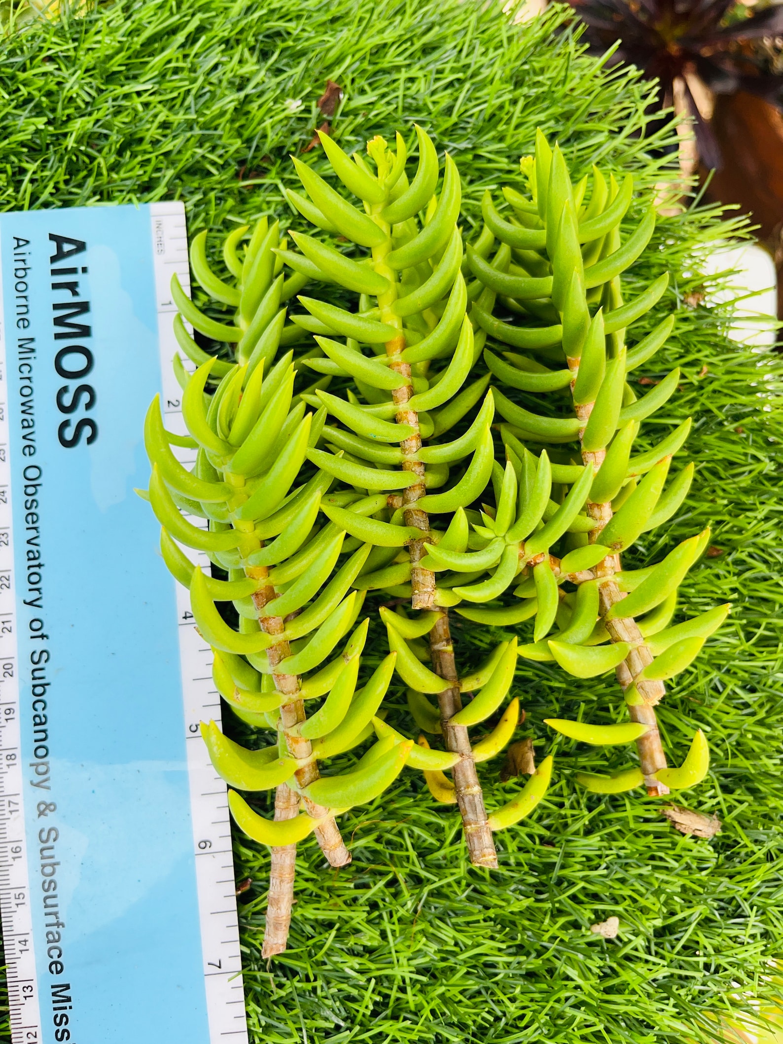 7 Pine Tree Succulent Cutting - Etsy