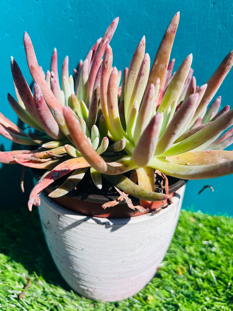 Rare Dudleya Edulis 5 Heads Live Rooted Get 2 Free - Etsy