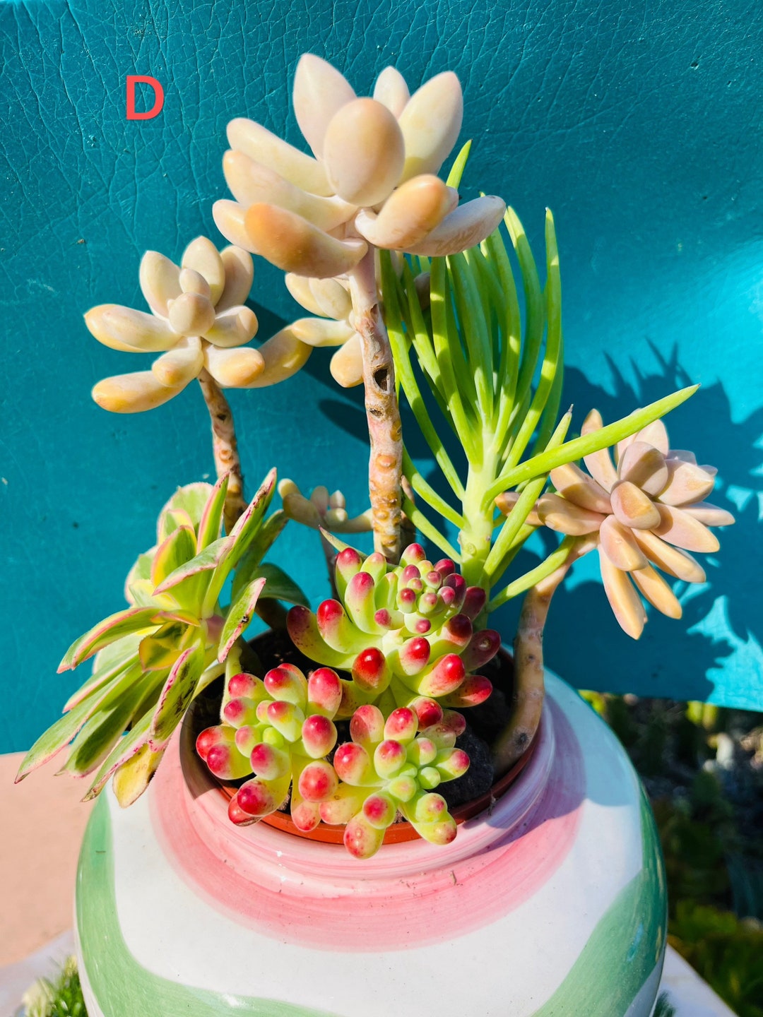 Rare Graptopetalum ‘victor Kane’ Combo Bonsai, Old Stem , Live Rooted ...