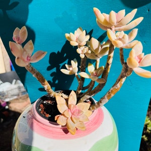 Rare Graptopetalum ‘victor Kane’ Combo Bonsai, Old Stem , Live Rooted ...