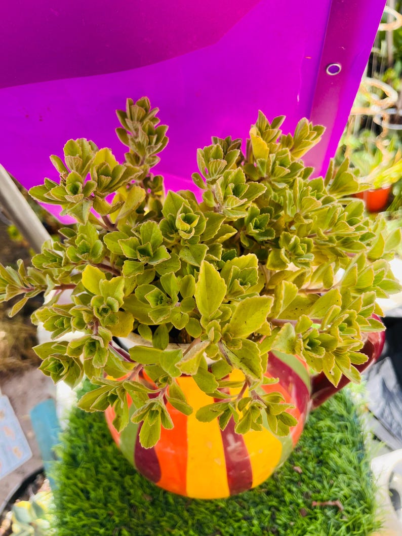 Scaredy Cat Plant: Coleus Canina Live Rooted - Cat Deterrent - Etsy