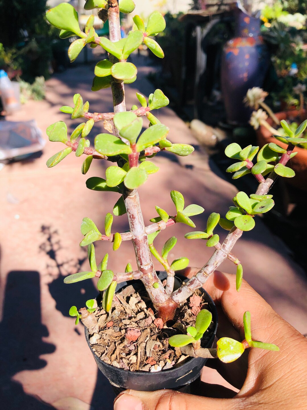 Elephant Food Succulent Live Rooted 8” - Etsy